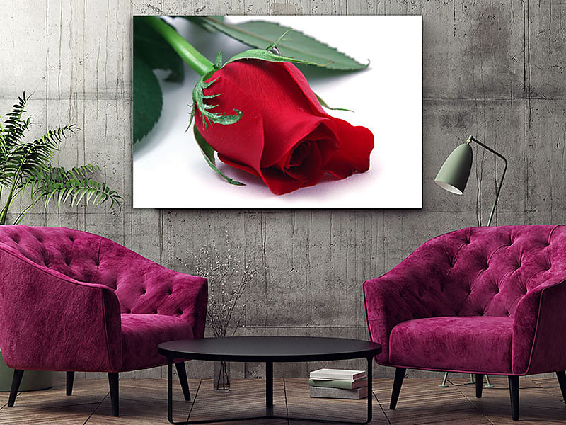 Obraz Ruža z lásky 1782 | Obrazy na stenu Ruže | Roses | DECOTREND
