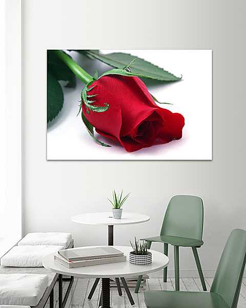 Obraz Ruža z lásky 1782 | Obrazy na stenu Ruže | Roses | DECOTREND