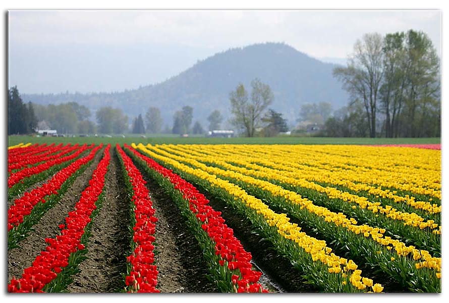 Obraz Tulipánové polia v Holandsku zs29151 | Príroda Obrazy | DECOTREND