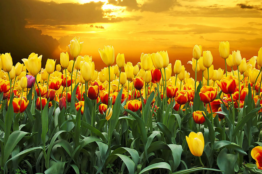 Tapety Kvety - Tulipány 98 - samolepiaca | Fototapety Flóra | DECOTREND
